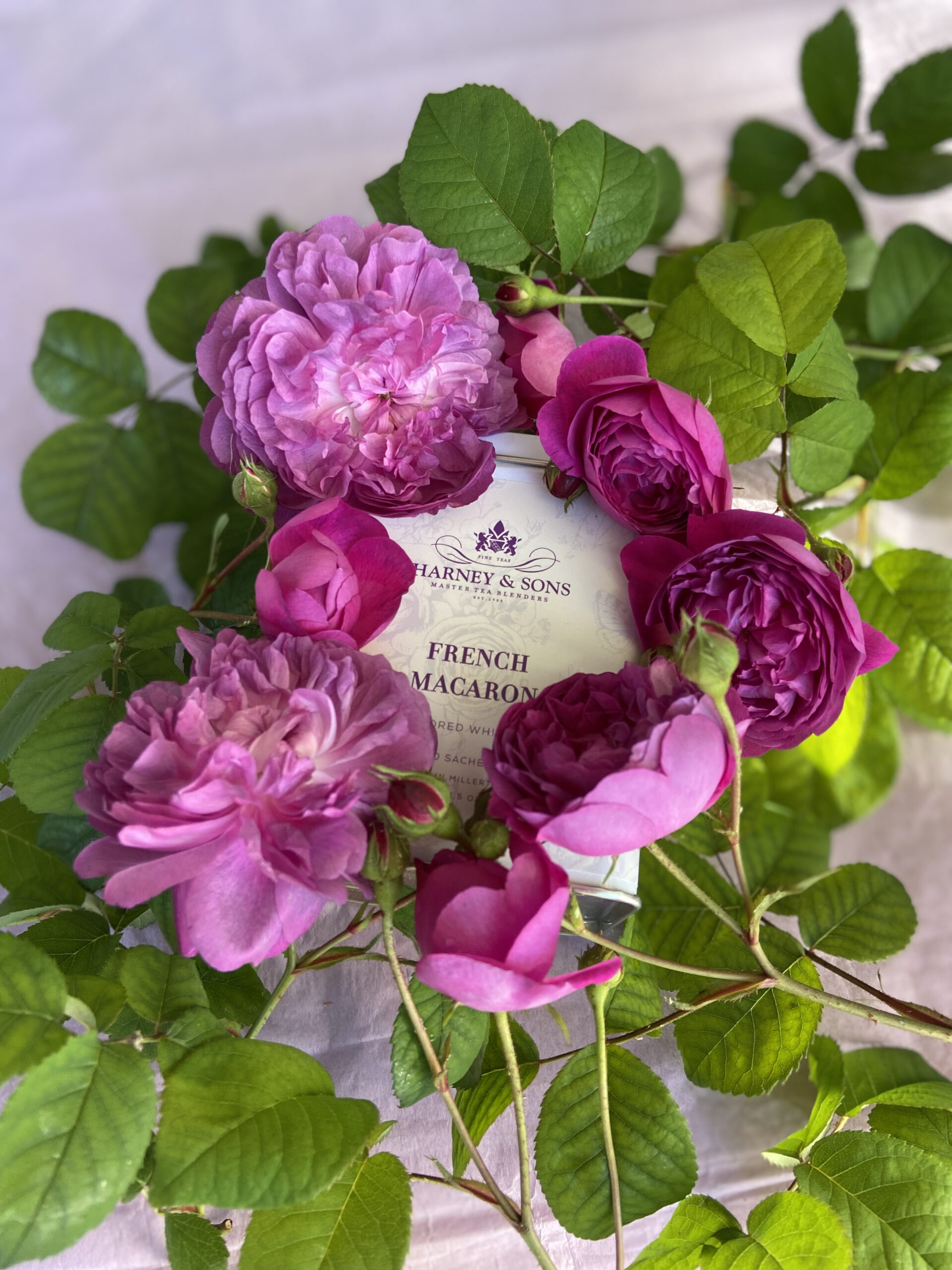 Harney & Sons - French Macaron - Tea & Tapestry